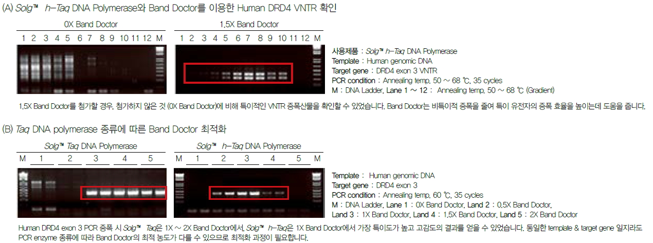Amplification – 솔젠트(주)
